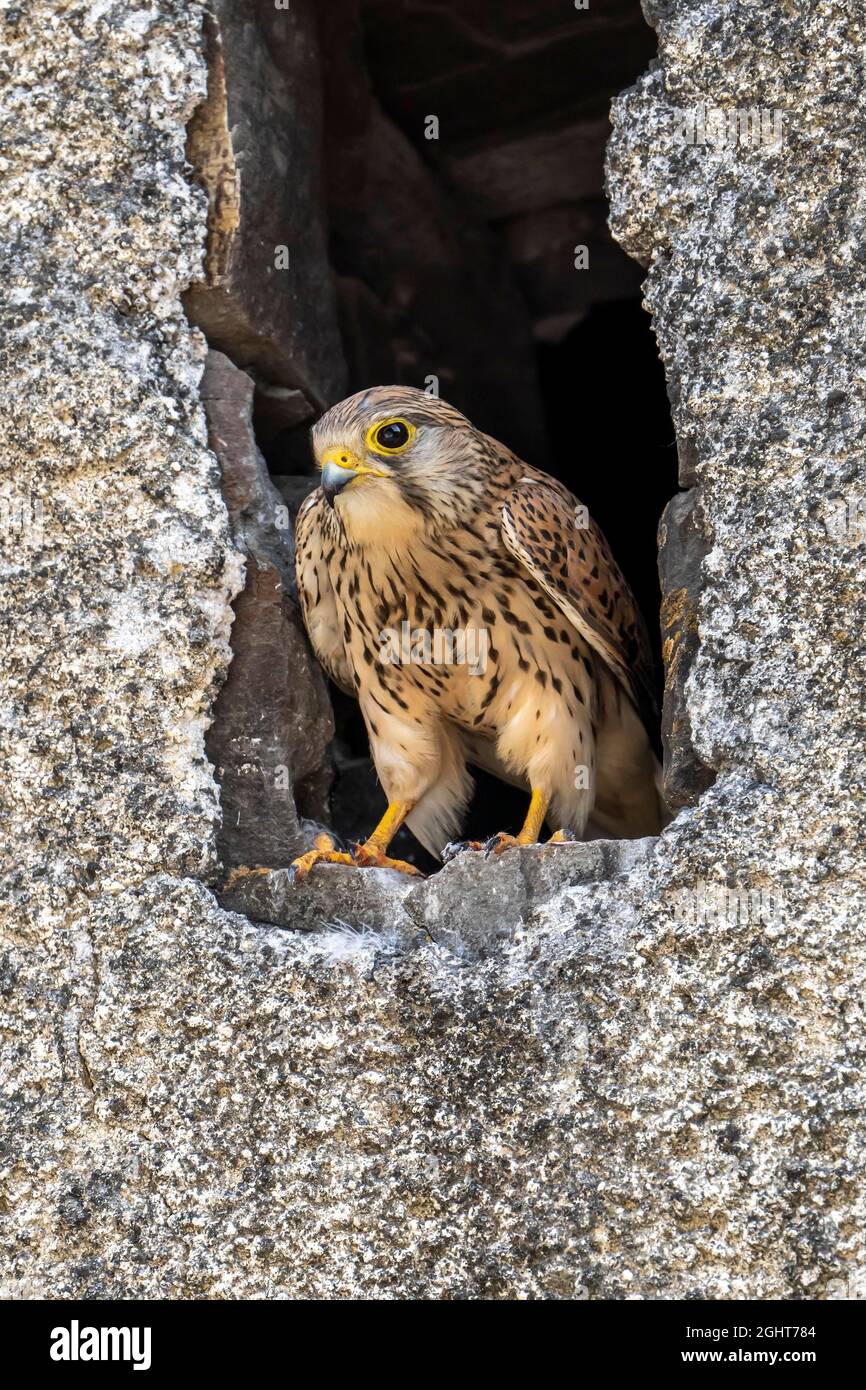 Wall niche hi-res stock photography and images - Alamy