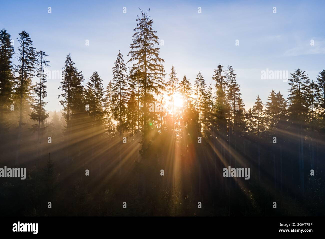 Sun shining through canopies green forest trees hi-res stock ...