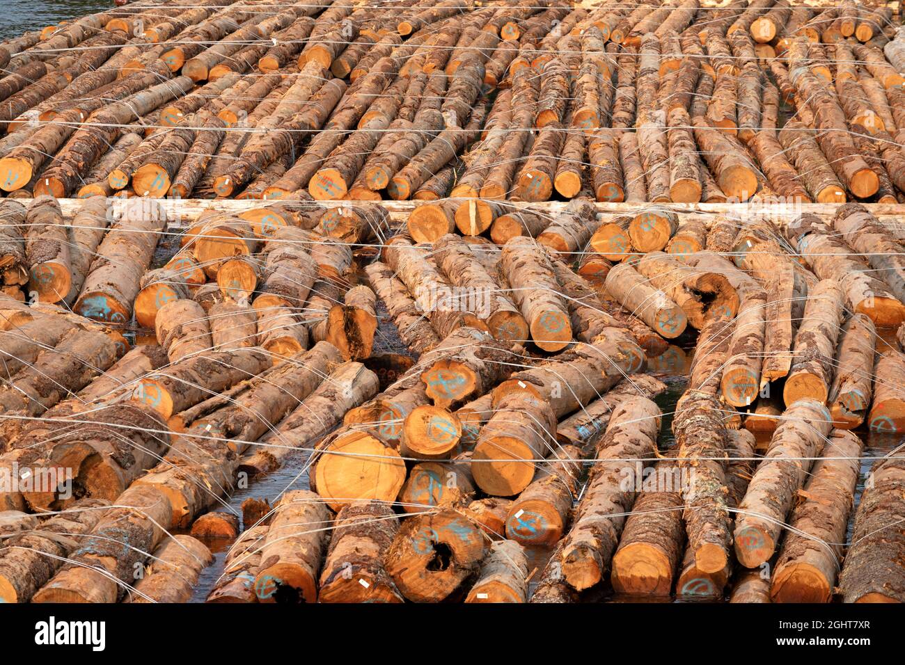 Floating log raft british columbia hi-res stock photography and images ...