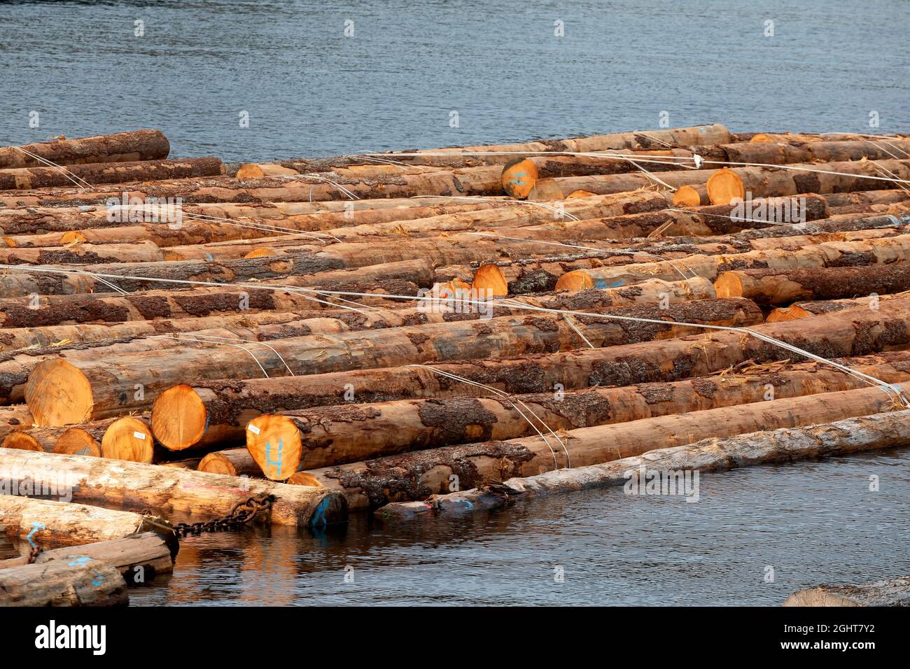 Log boom Jordan River Vancouver Island, British Columbia, Canada Stock ...