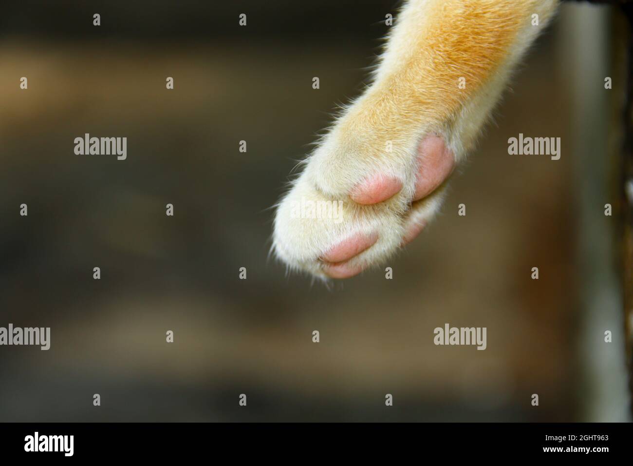 Close up photo of cat's leg with blurred background Stock Photo - Alamy