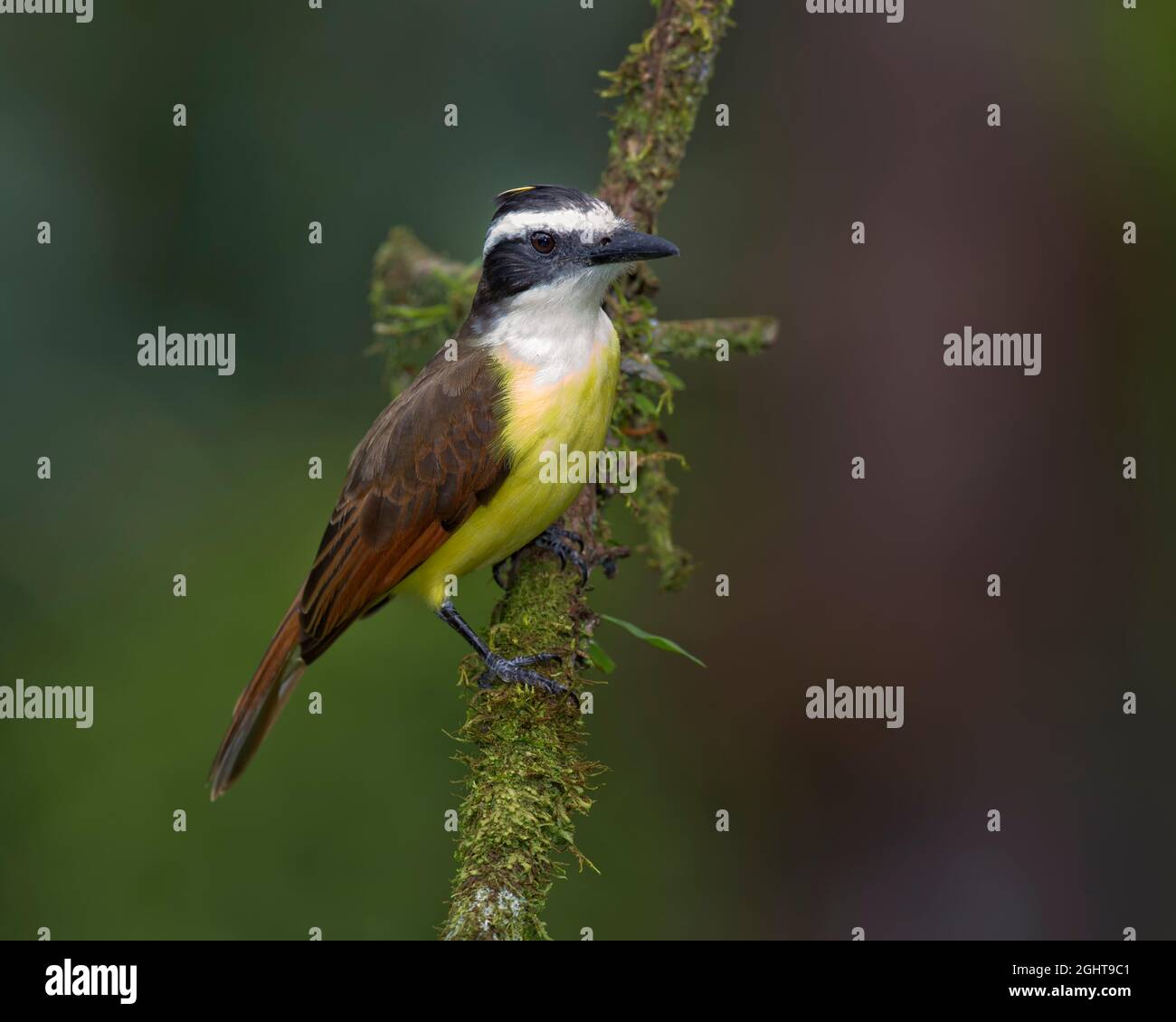Large black bird costa rica hi-res stock photography and images - Alamy