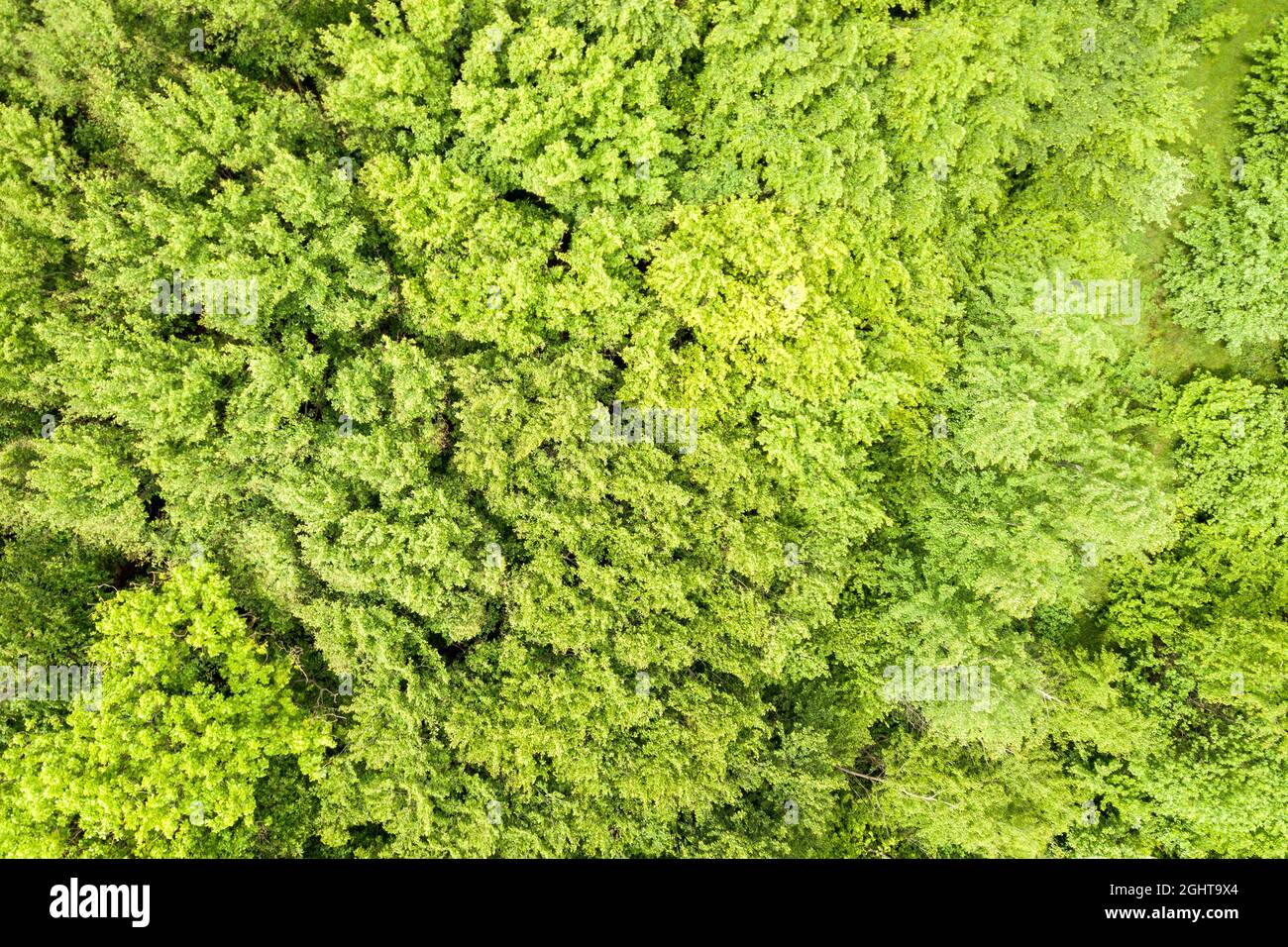 Top down aerial view of green summer forest with canopies of many fresh ...