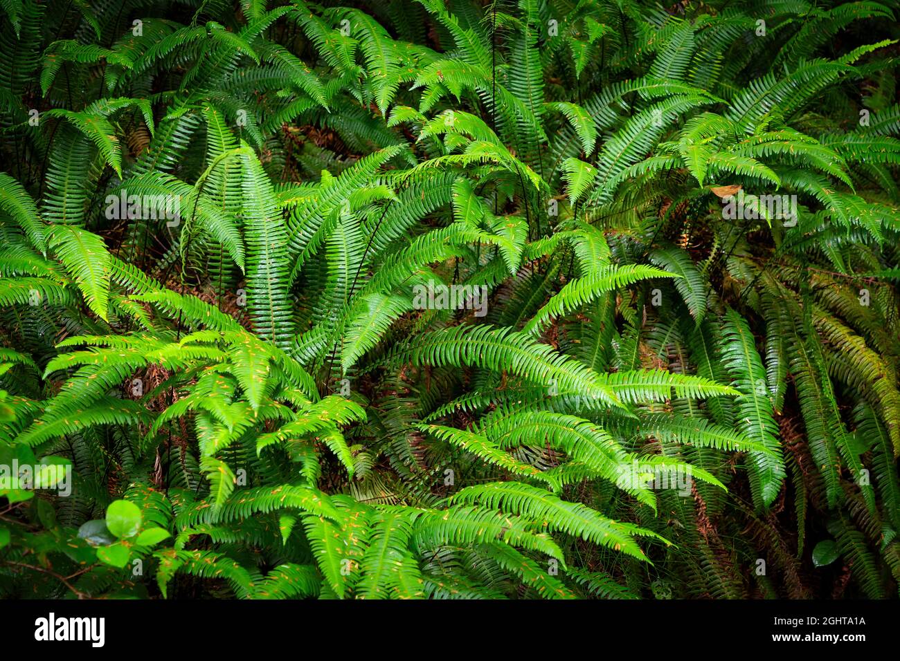 Ferns in rain forest. Pacific Rim National Park, British Columbia ...