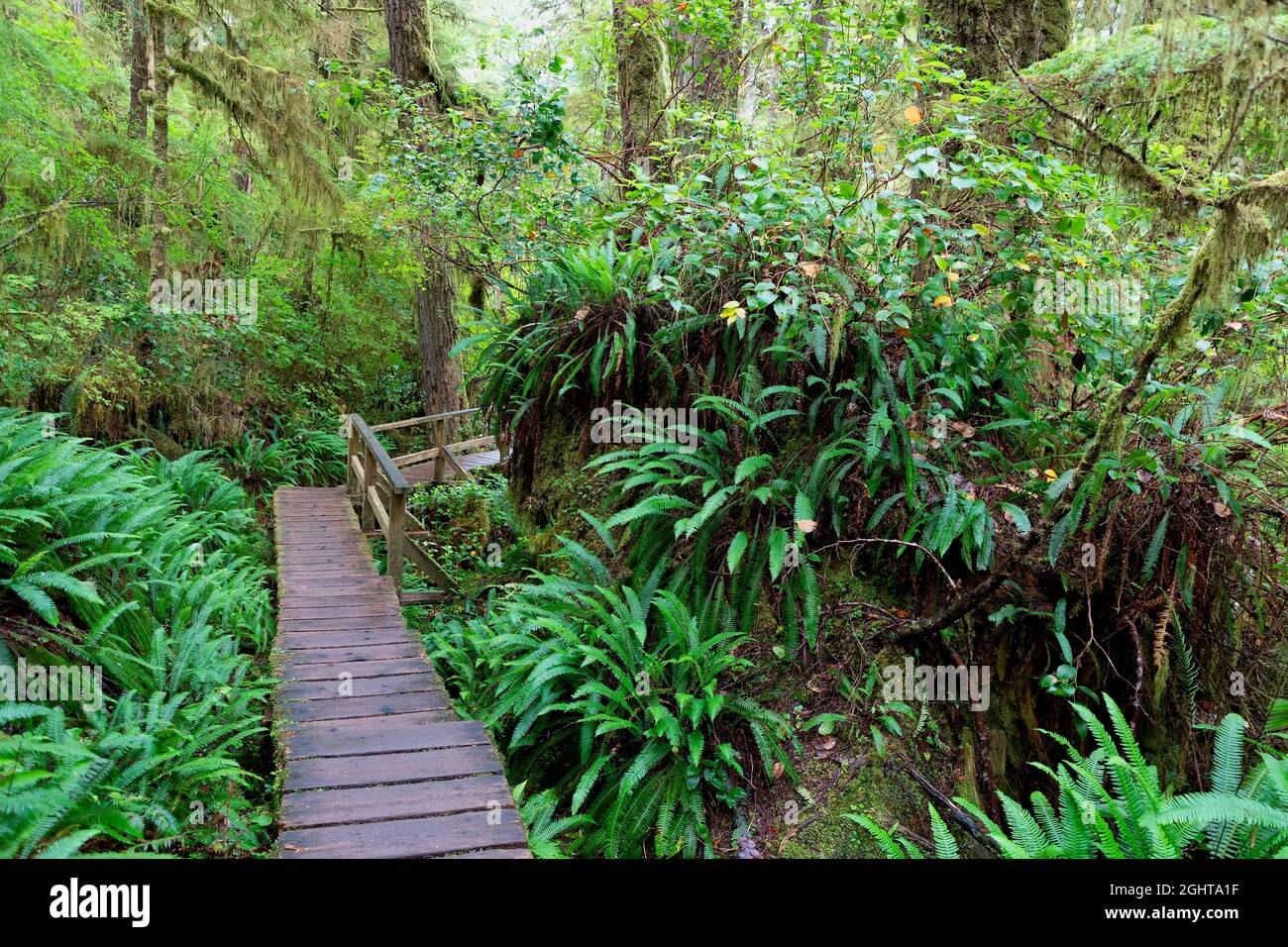 Coniferous forest british columbia hi-res stock photography and images ...