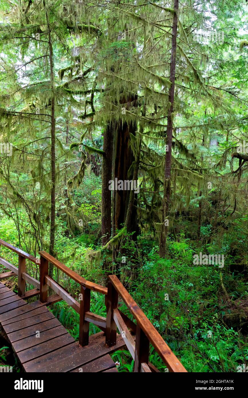 Path through rain forest trail. Pacific Rim National Park, British ...