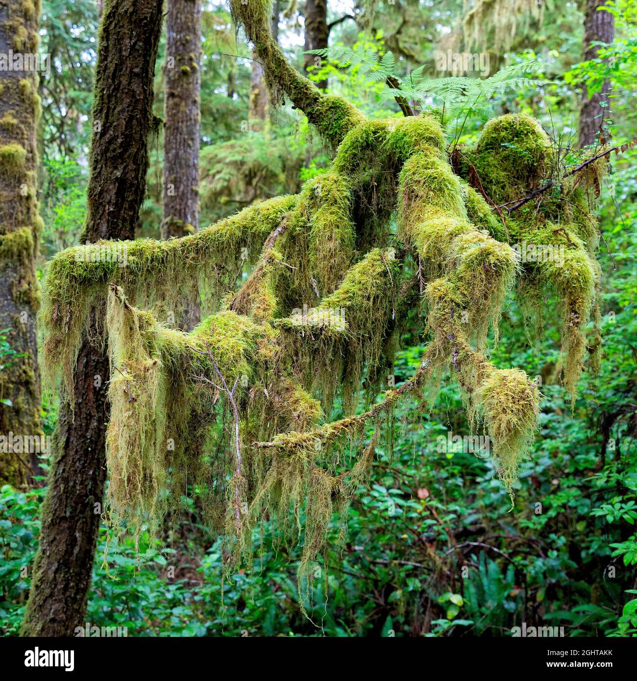 Coastal temperate rain forest hi-res stock photography and images - Alamy