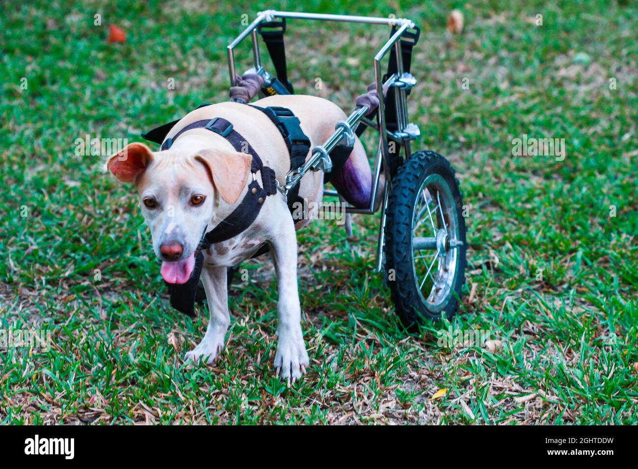 Hind leg disabled dog with wheelchair to support, walking in the park ...