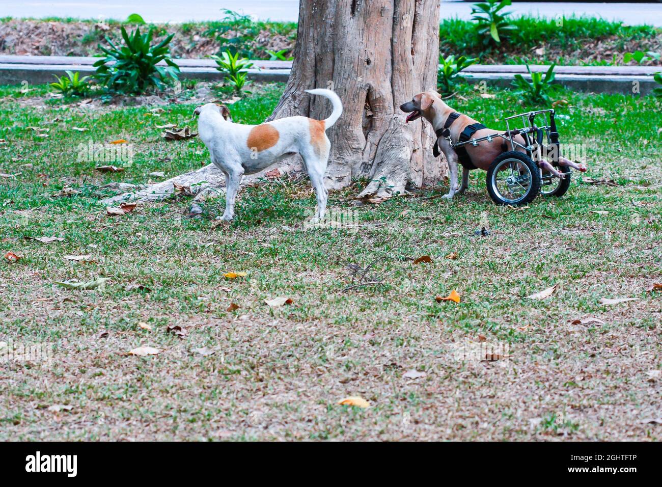Hind leg disabled dog with wheelchair to support, walking in the park ...