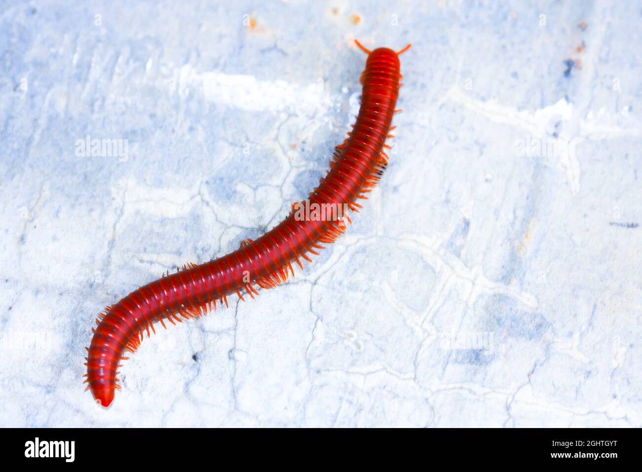 Red millipede hi-res stock photography and images - Alamy