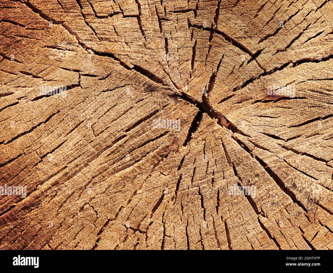 Close up wooden cut texture hi-res stock photography and images - Alamy