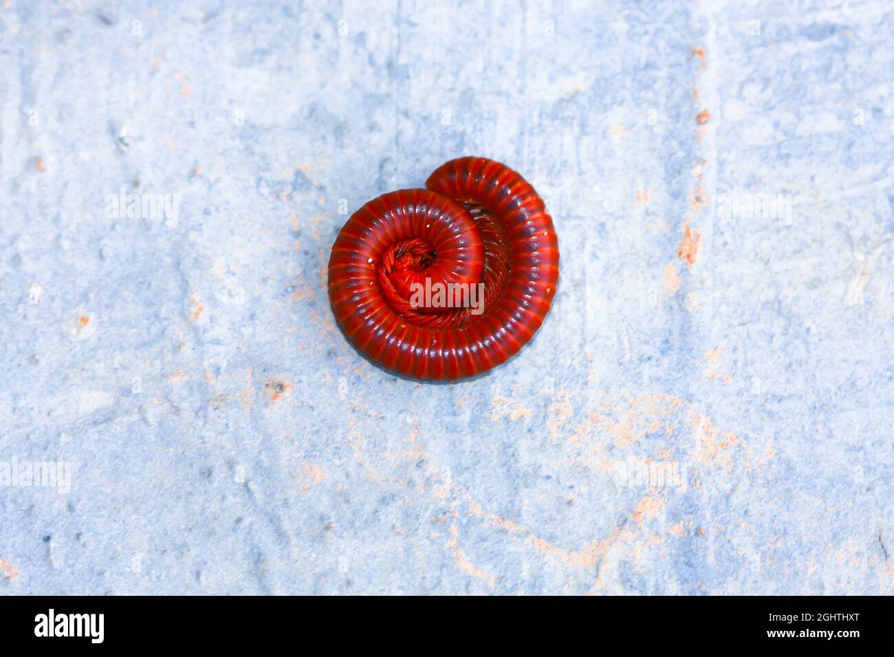 Red millipede hi-res stock photography and images - Alamy