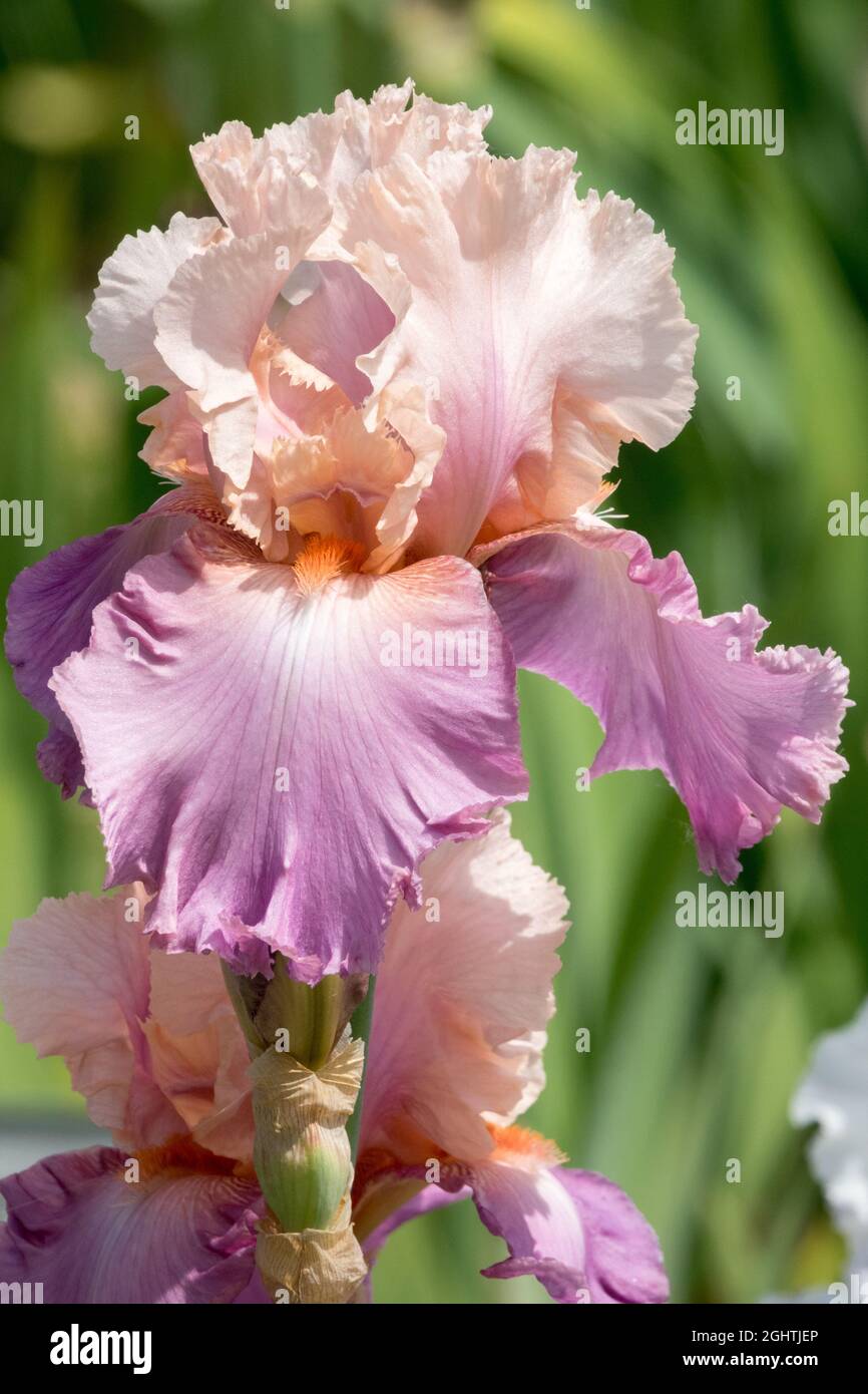 Sweet iris hi-res stock photography and images - Alamy