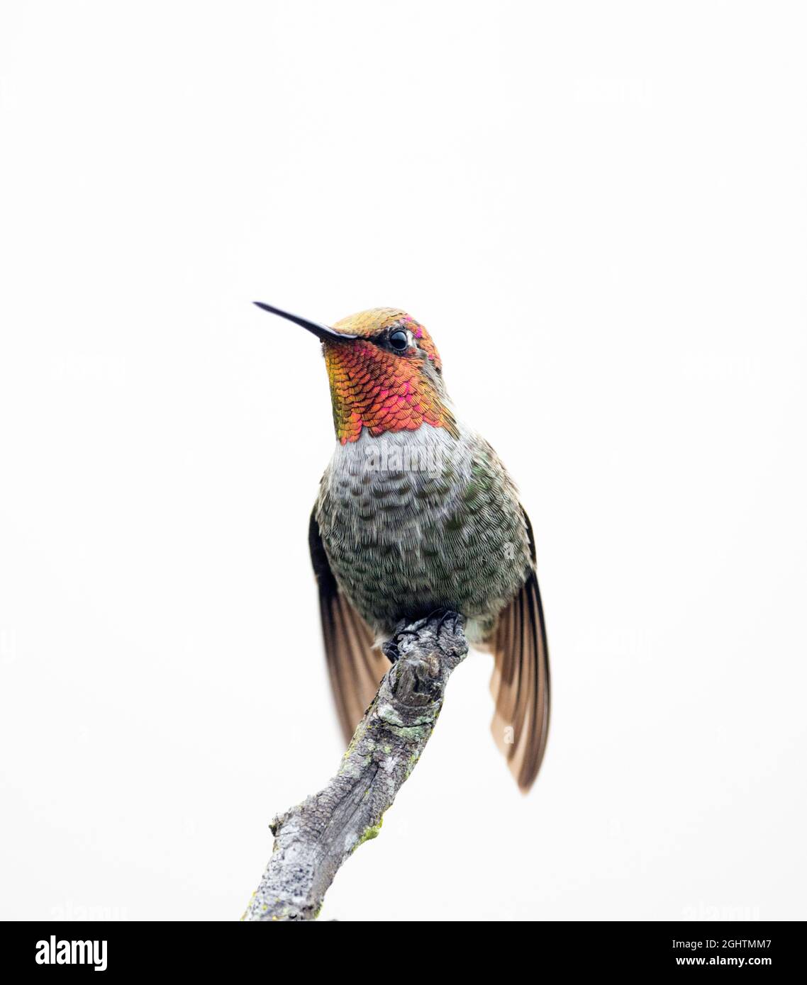 Anna's Hummingbird Male Hi Key Portrait Stock Photo - Alamy