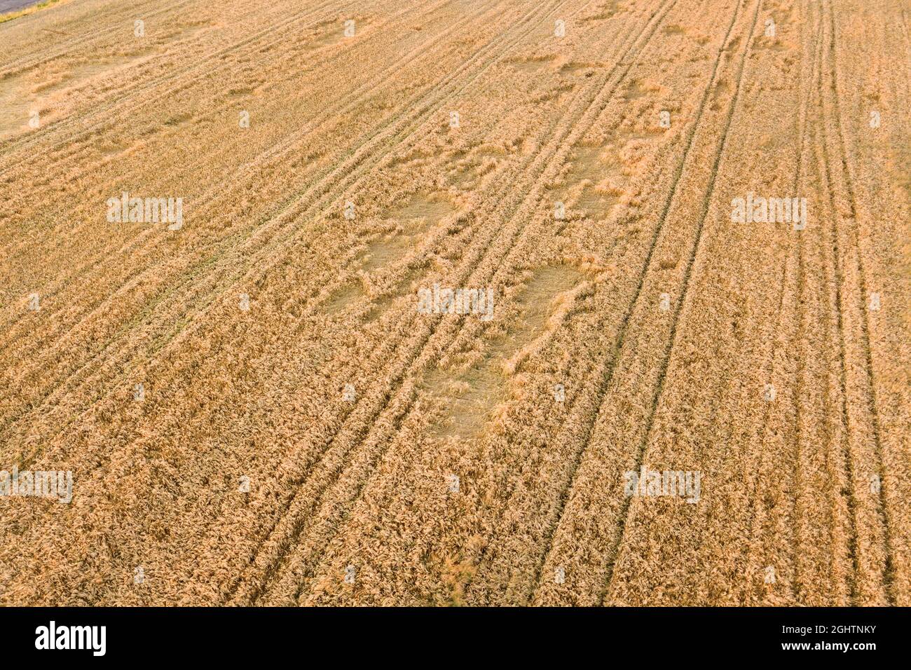 Aerial view of ripe farm field ready for harvesting with fallen down ...