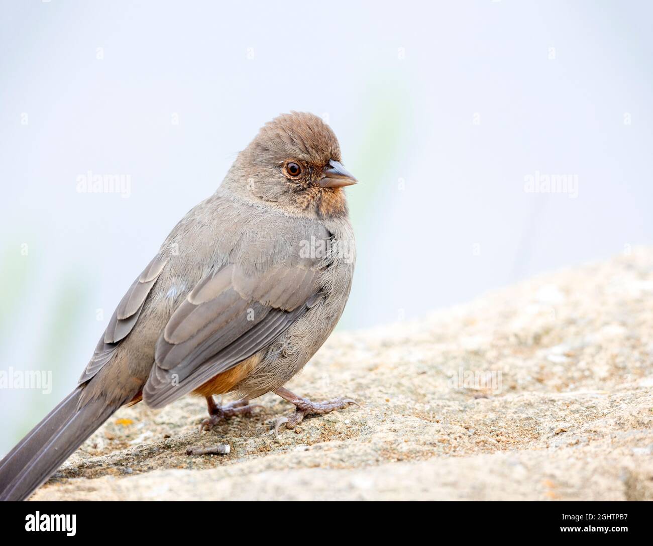 California towhee closeup hi-res stock photography and images - Alamy