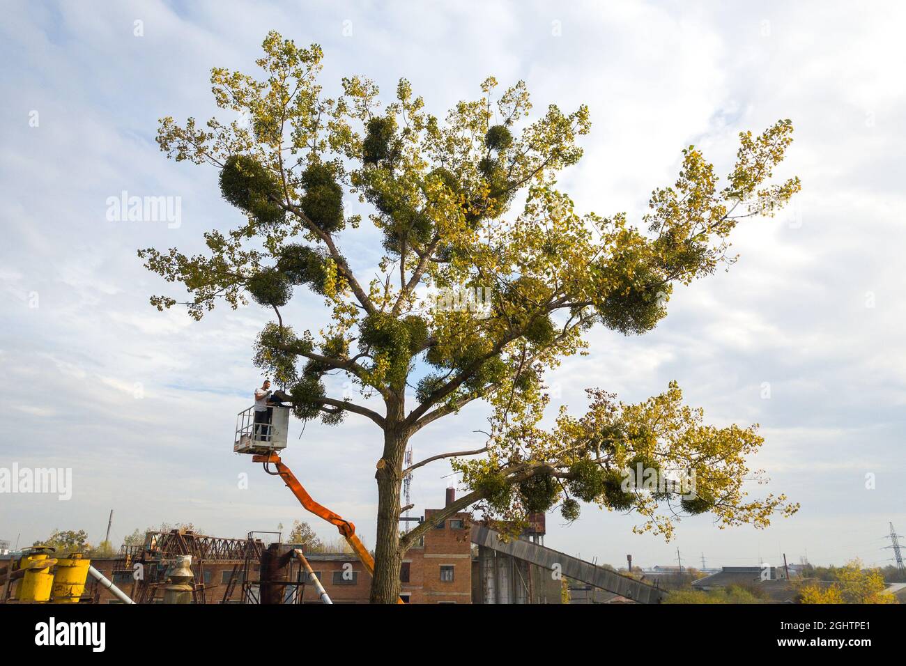 Two service workers cutting down big tree branches with chainsaw from ...
