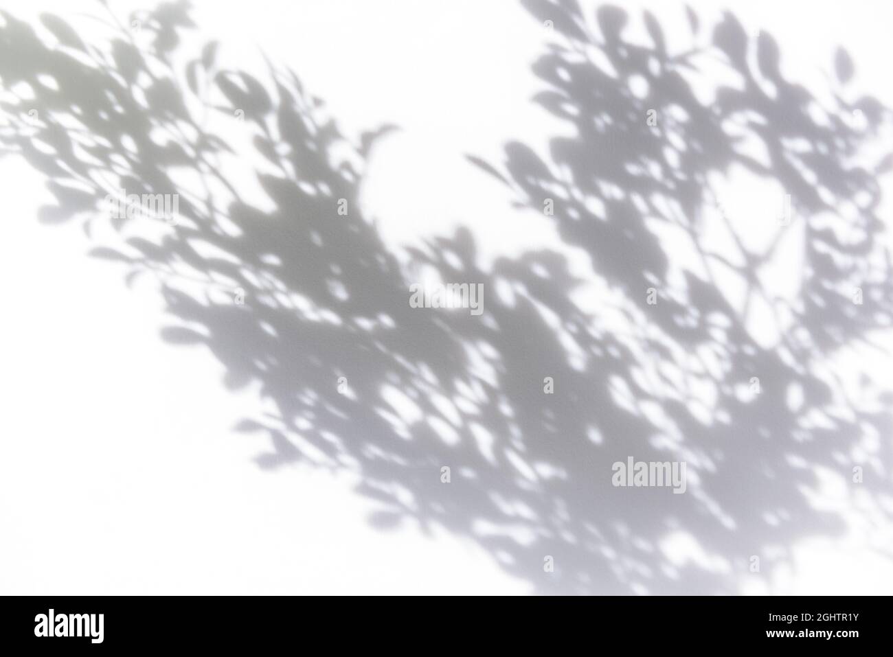 Texture of a real shadow of branch and leaves Stock Photo - Alamy