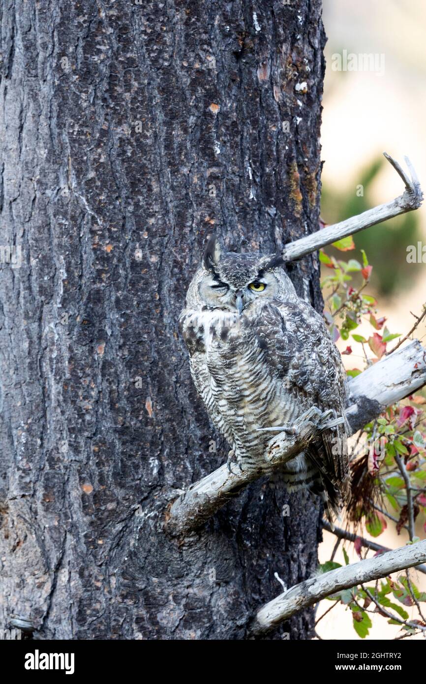 Great Horned Owl One Eye Open Stock Photo - Alamy