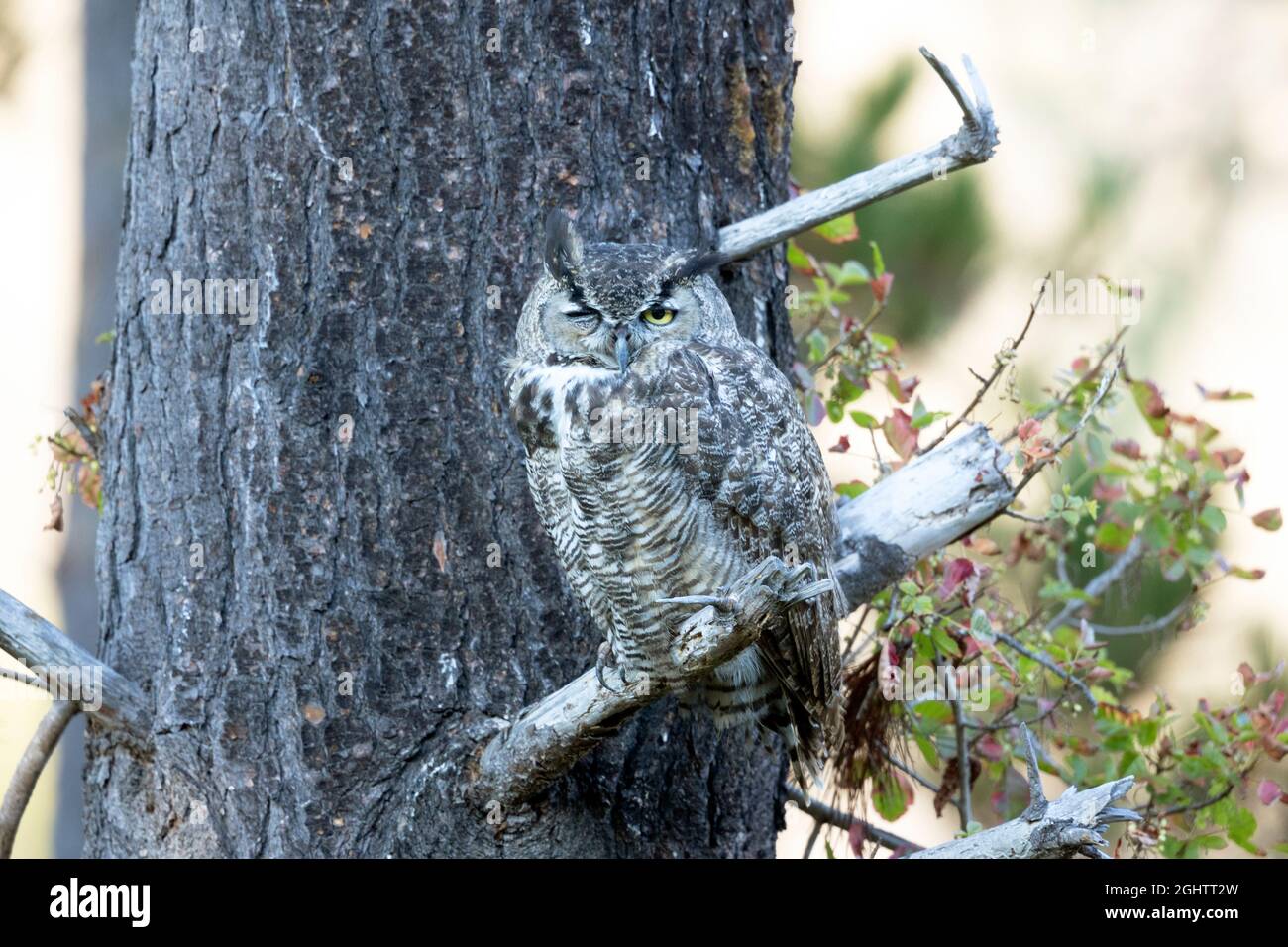 Great horned owl one eye open hi-res stock photography and images - Alamy