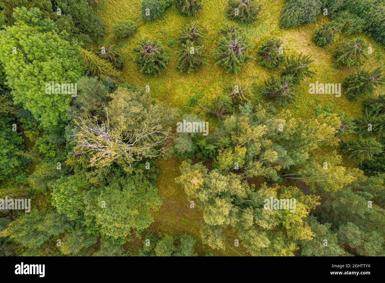 Aerial view of green treetops hi-res stock photography and images - Alamy