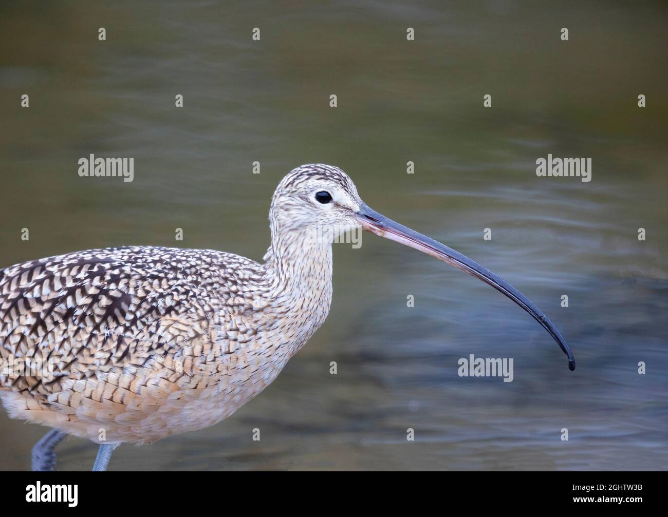 Long billed Curlew Portrait Horizontal Stock Photo - Alamy