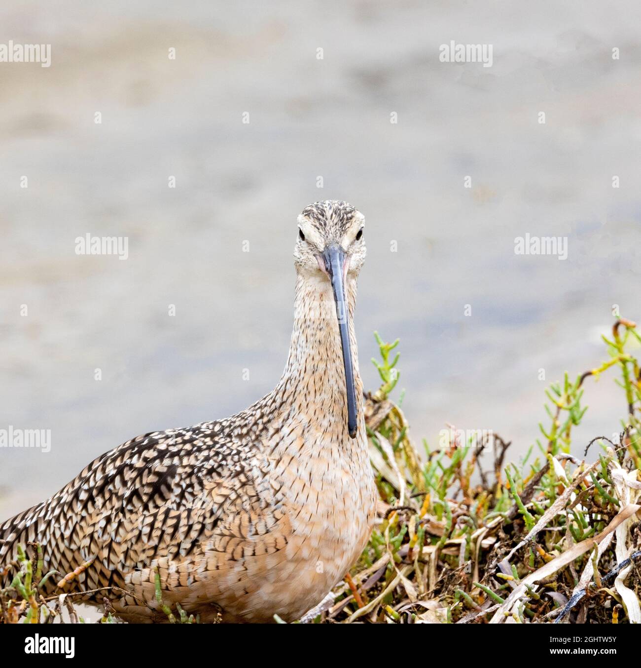 Long billed curlew portrait hi-res stock photography and images - Alamy
