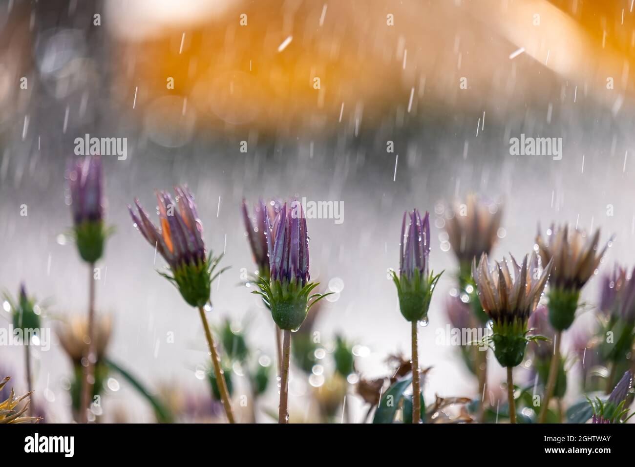 Rain falling on flowers hi-res stock photography and images - Alamy