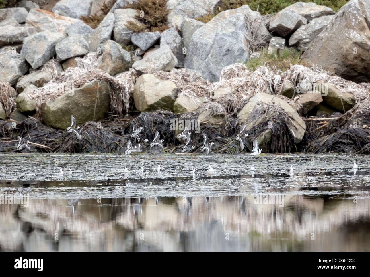 Red necked Phalarope Flock in Flight Stock Photo - Alamy
