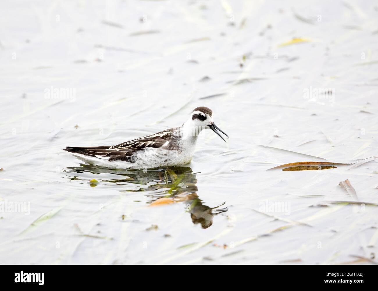 Hi necked hi-res stock photography and images - Alamy