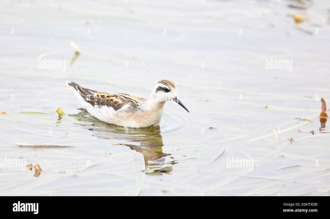 Red necked Phalarope hi key Stock Photo - Alamy