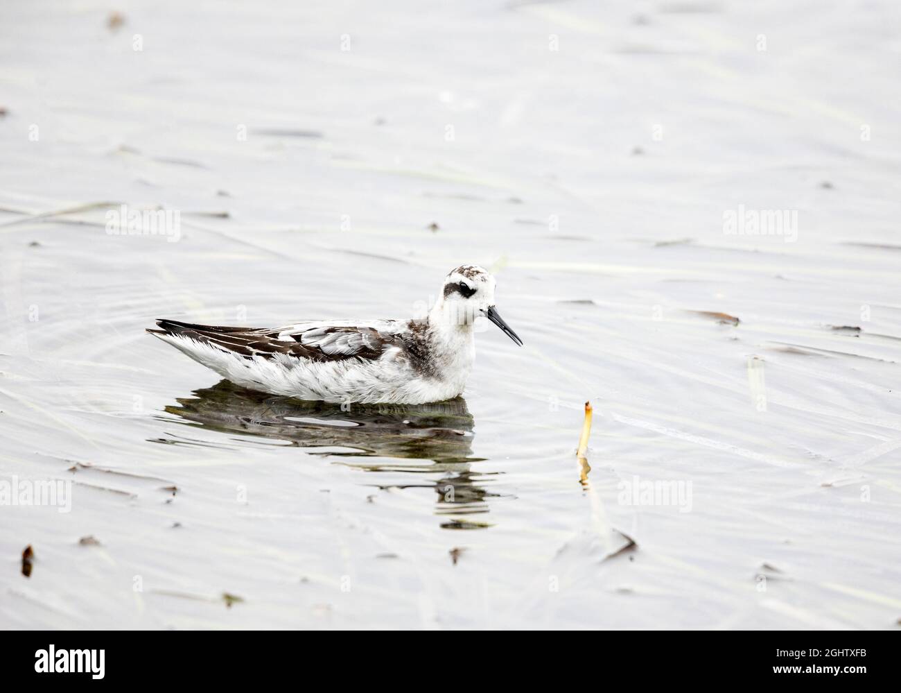 Red necked Phalarope hi key Stock Photo - Alamy
