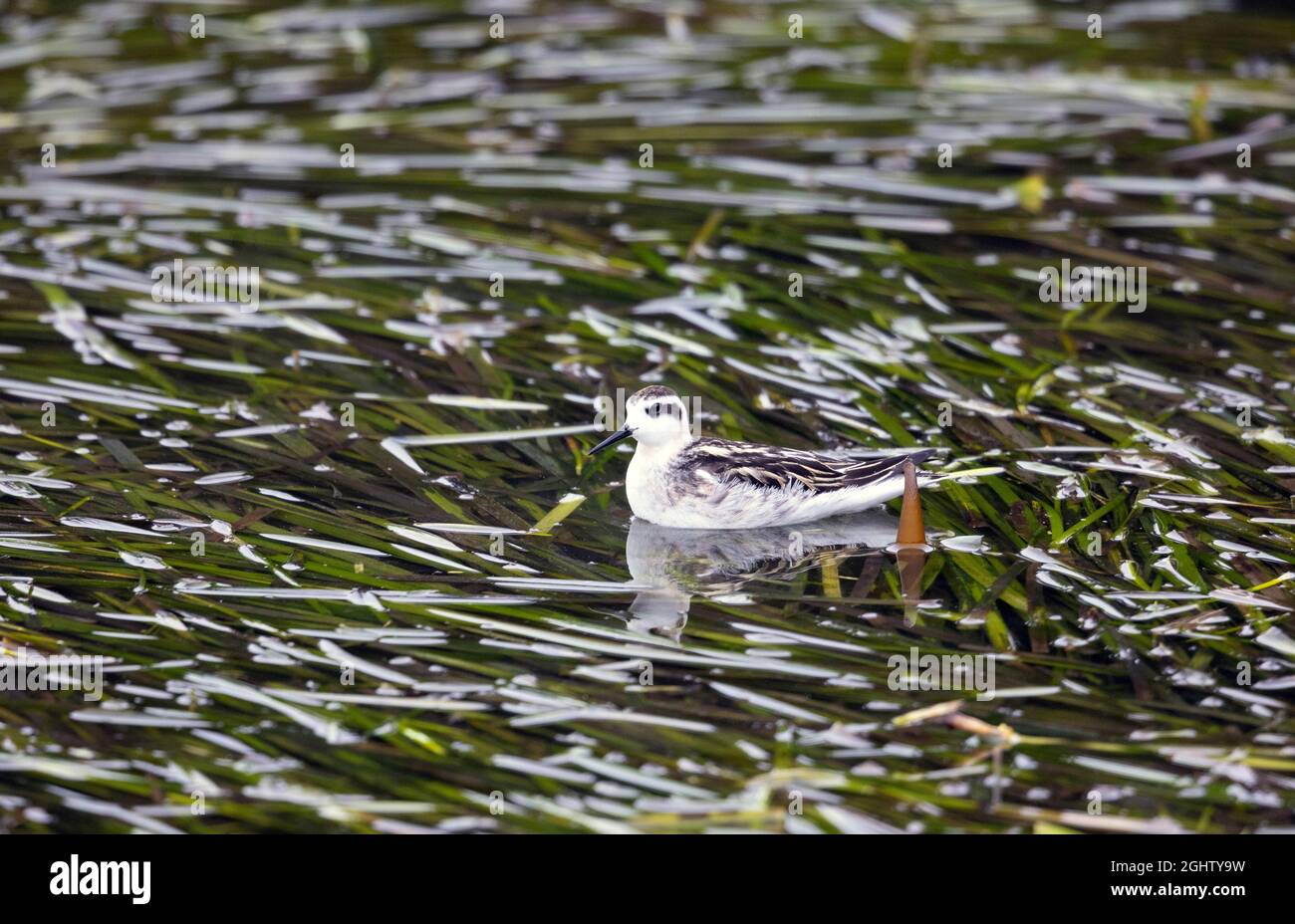 Red necked Phalarope in Sea Grass Stock Photo - Alamy