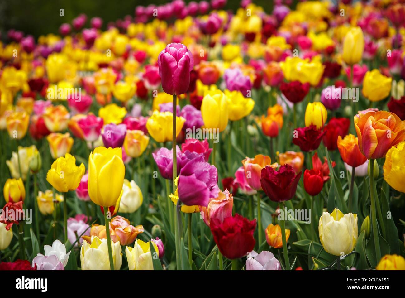 Beautiful colorful different tulips flowers bloom in spring garden ...