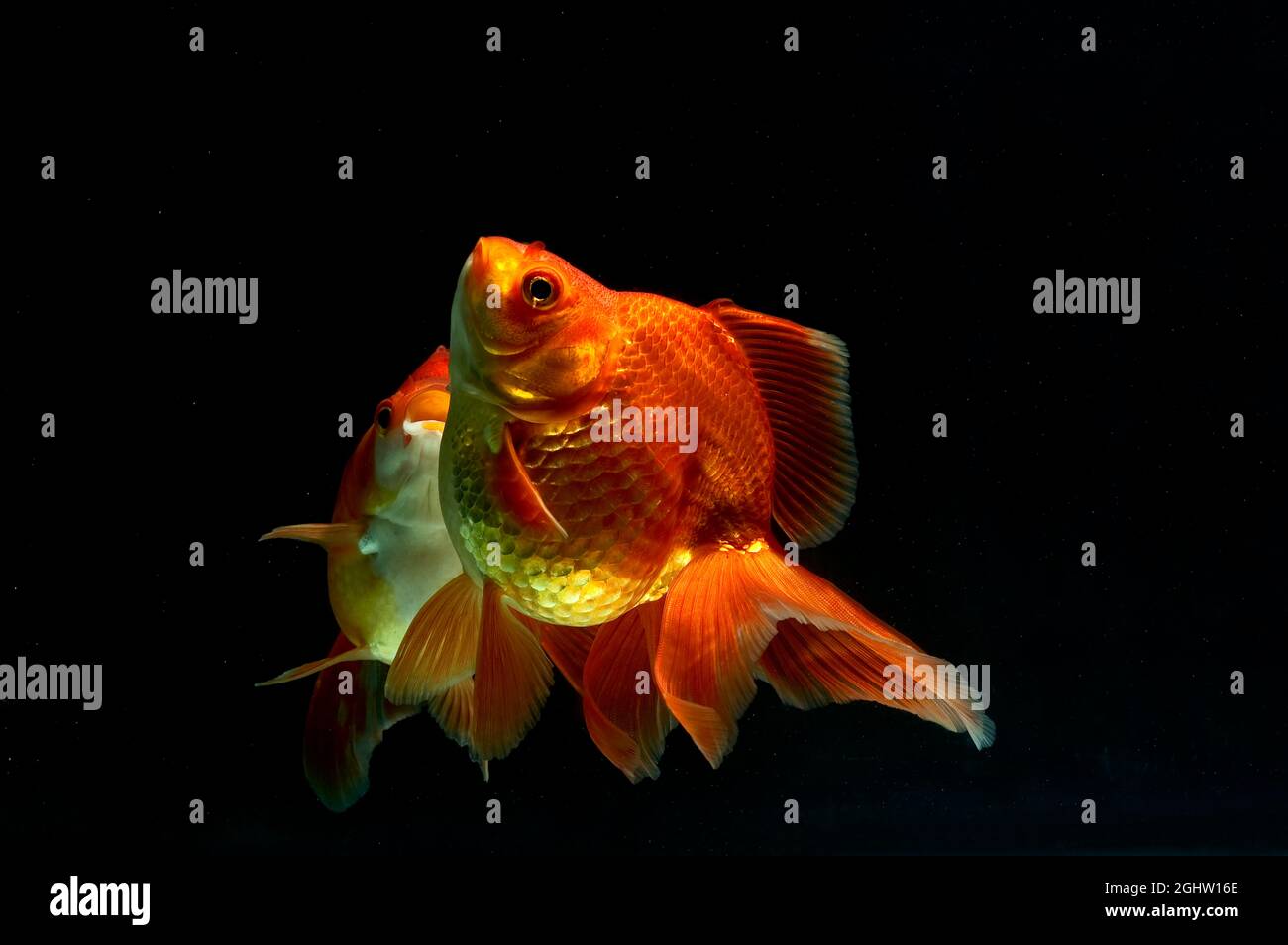 Two goldfish hi-res stock photography and images - Alamy