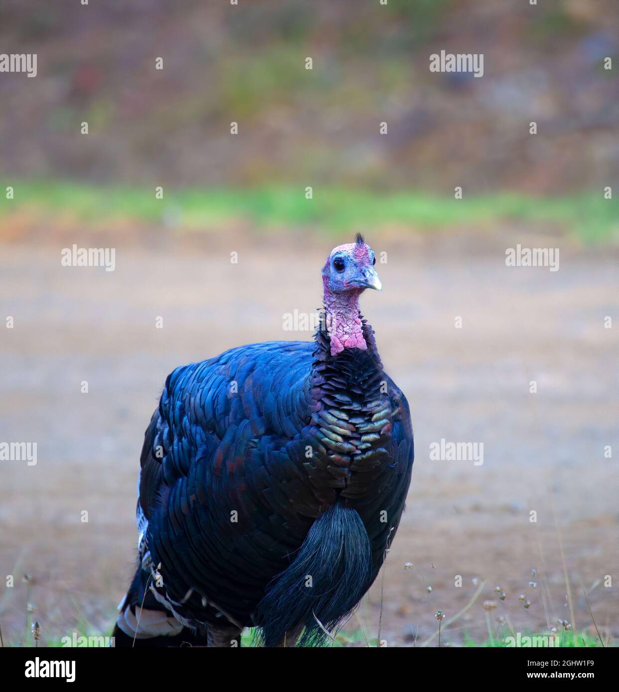 Wild Turkey Hen Stock Photo - Alamy