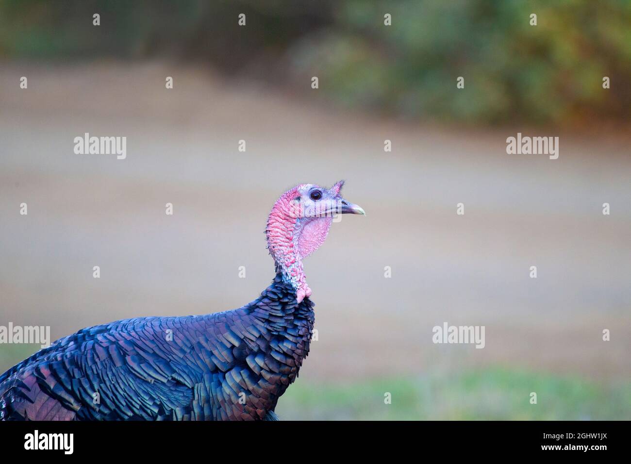 Turkey hen hi-res stock photography and images - Alamy