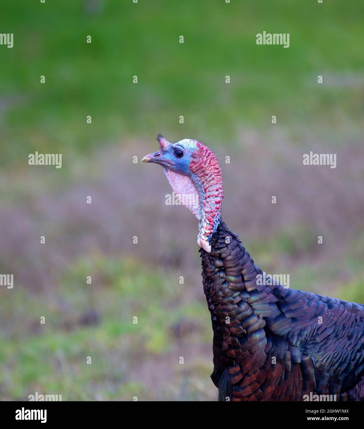 Wild Turkey Hen Stock Photo - Alamy
