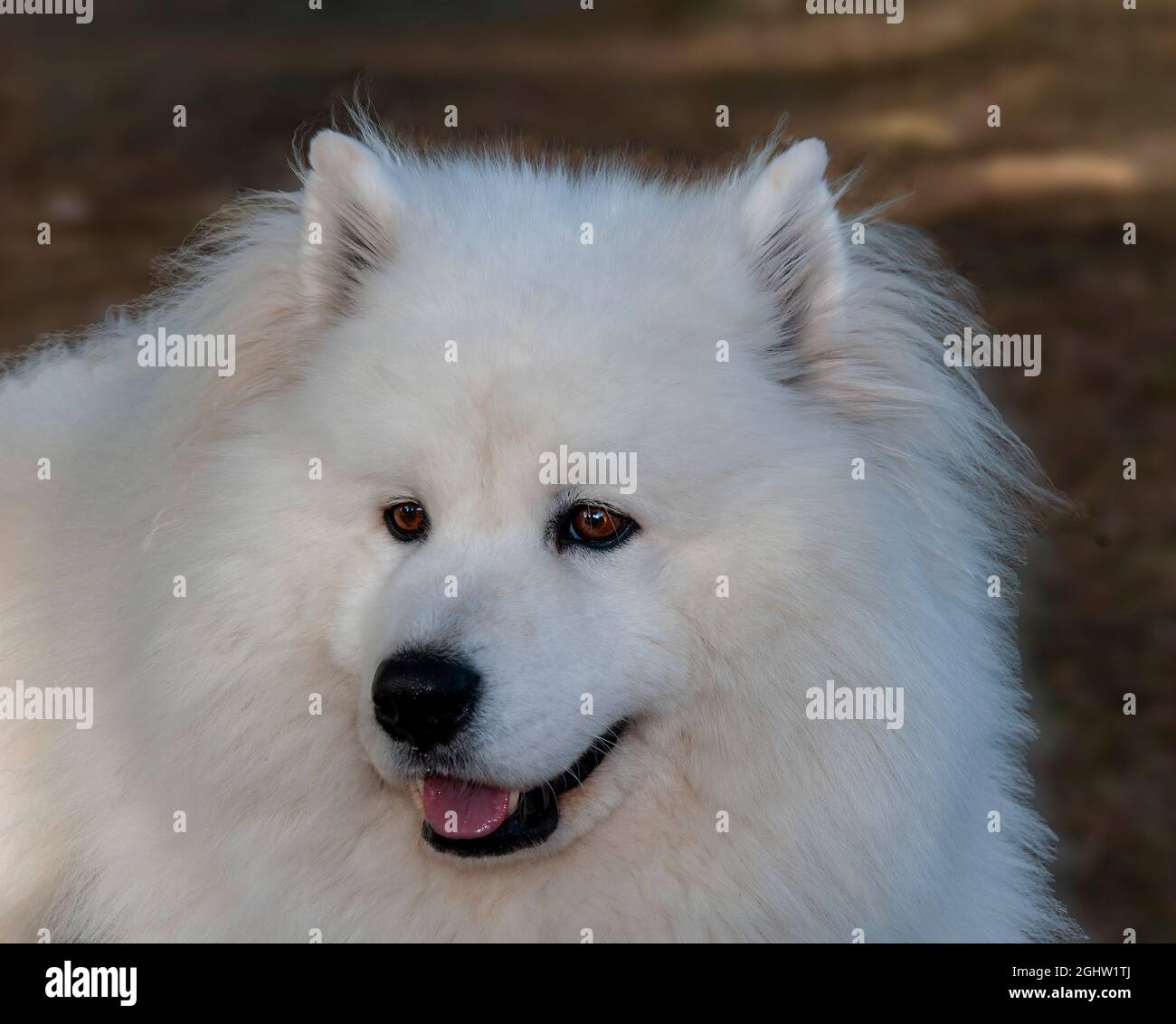 Samoyed front view hi-res stock photography and images - Alamy