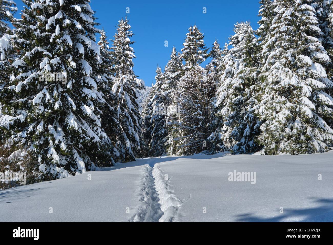 Bright winter landscape with pine trees covered with fresh fallen snow ...
