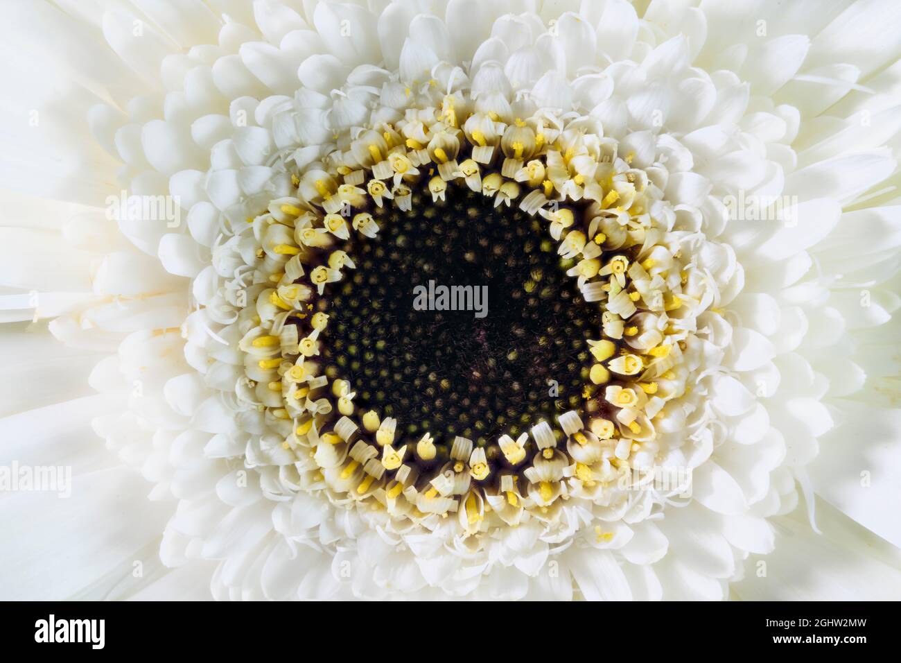 White gerbera hi-res stock photography and images - Alamy