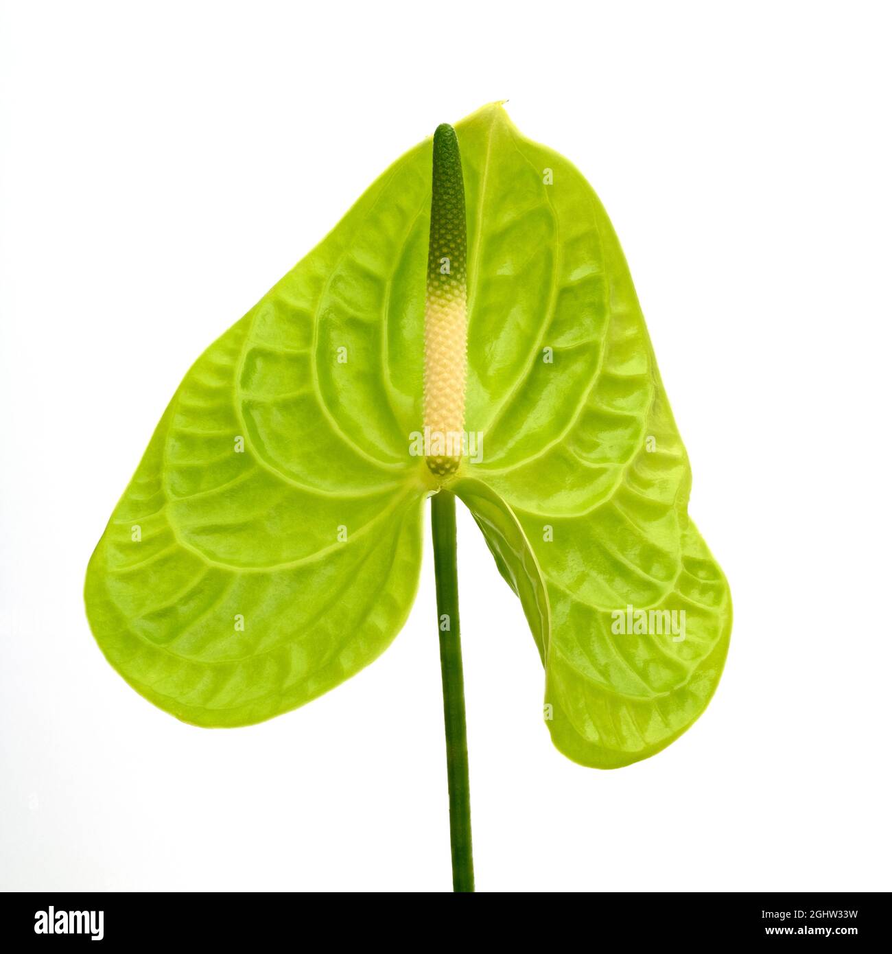 Antherium flower hi-res stock photography and images - Alamy