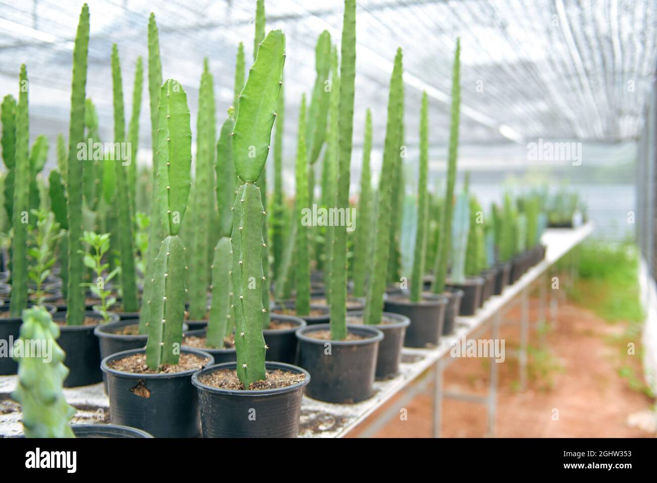 Assorted cacti growing in a greenhouse, Thailand Stock Photo - Alamy