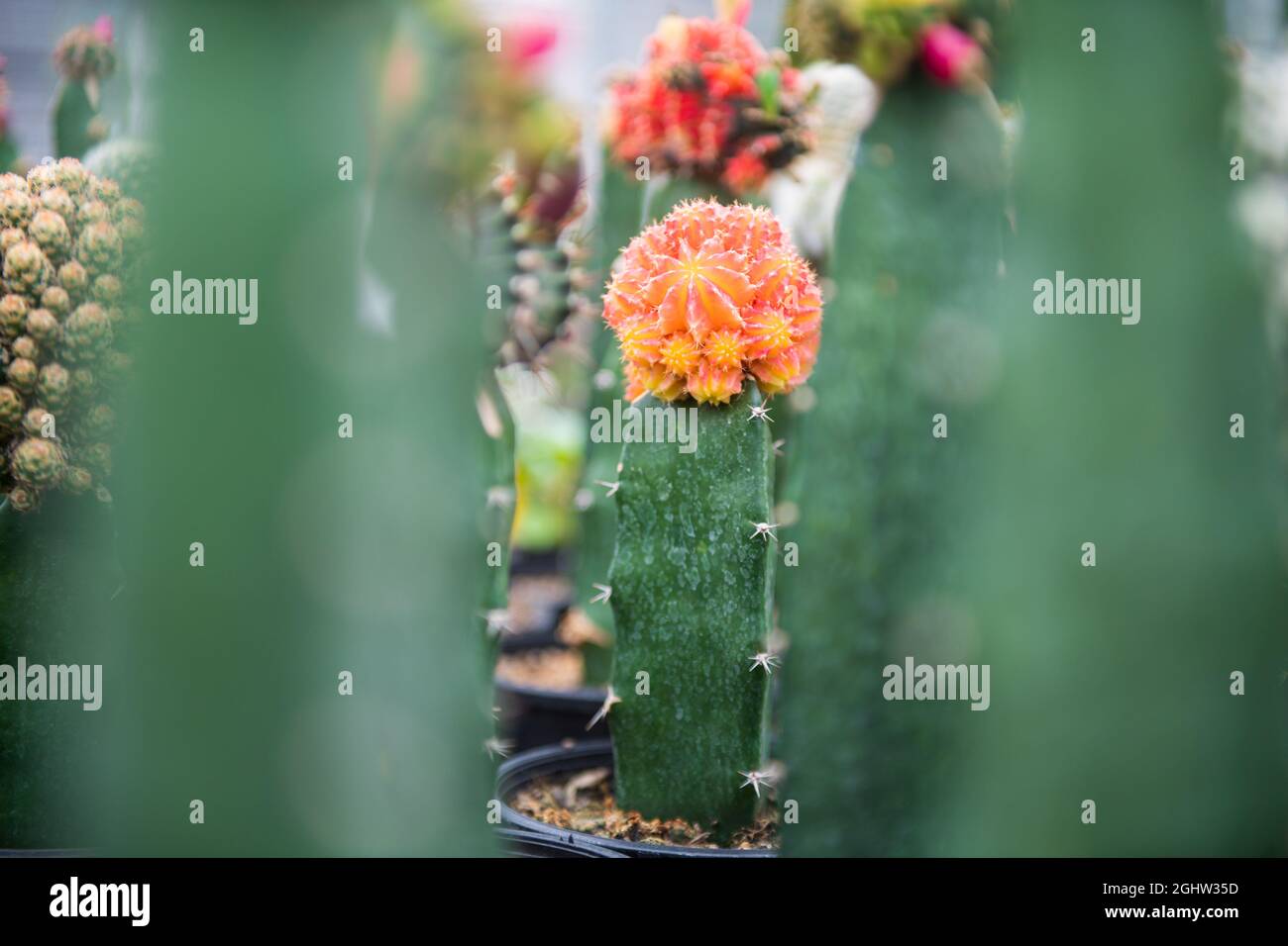 Assorted multi coloured cacti growing in a greenhouse, Thailand Stock ...