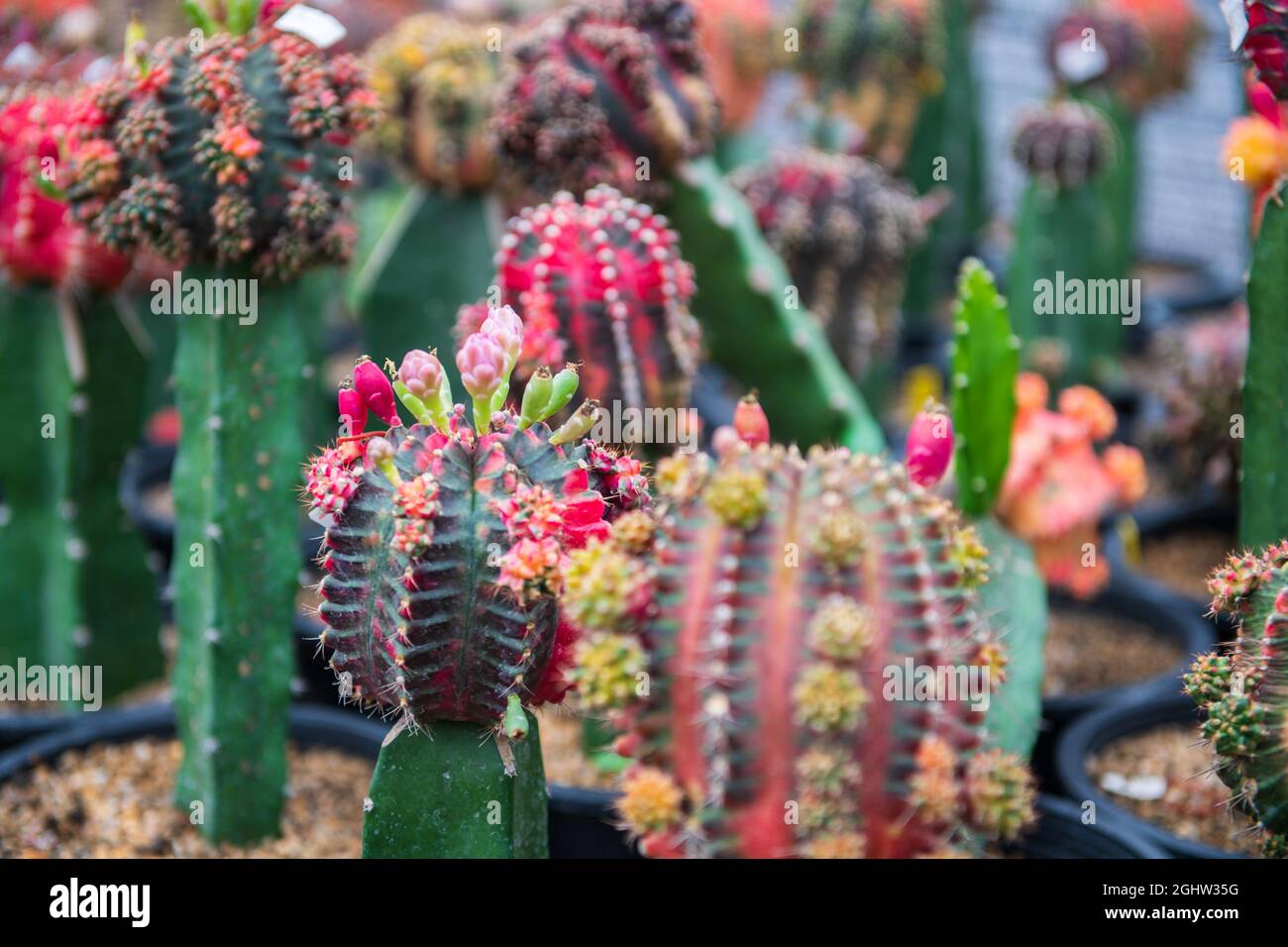Assorted multi coloured cacti growing in a greenhouse, Thailand Stock ...
