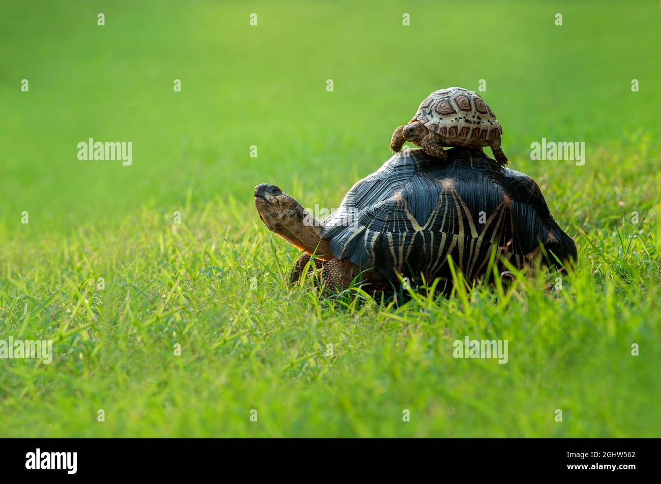 Baby tortoise on top of a turtle in a garden, Indonesia Stock Photo - Alamy