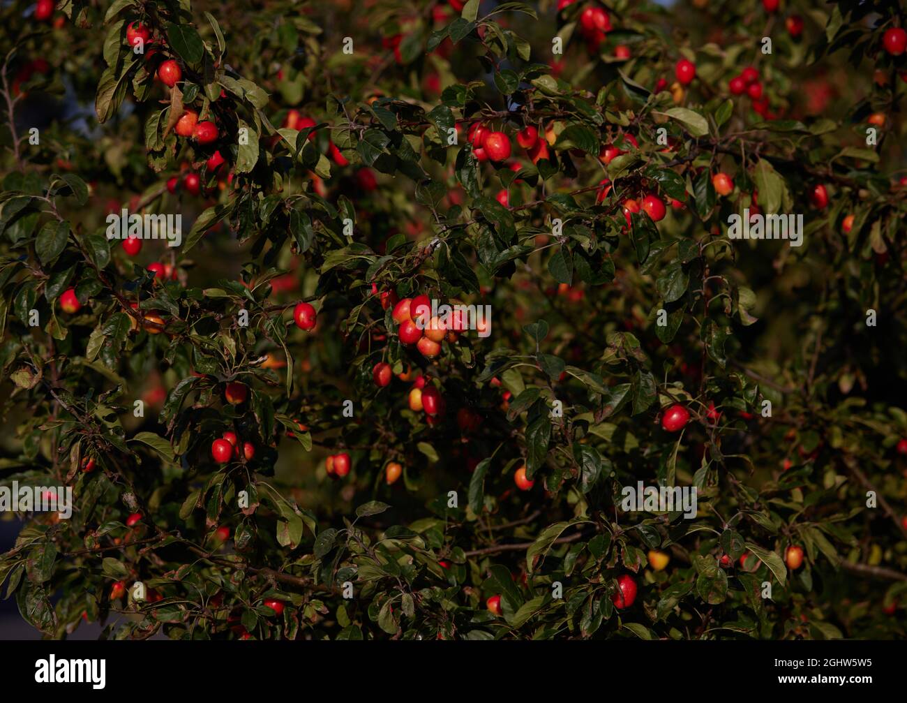 Tiny red crab apples hi-res stock photography and images - Alamy