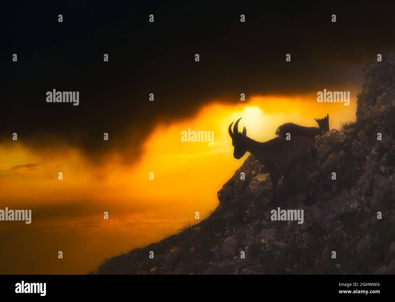 Goat standing on a ledge hi-res stock photography and images - Alamy