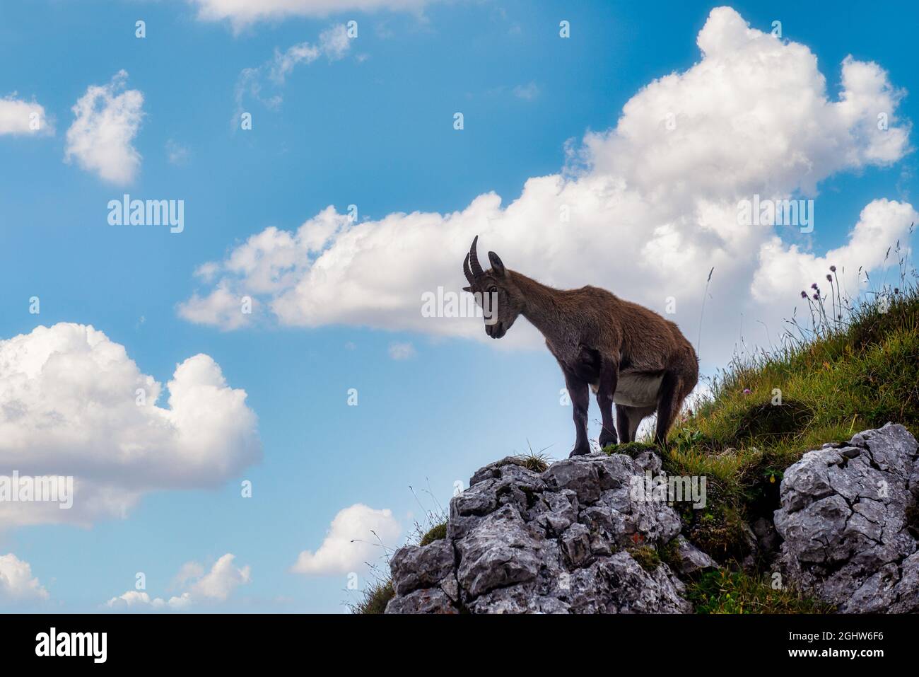 Goat standing on a mountain ledge looking down, Switzerland Stock Photo ...