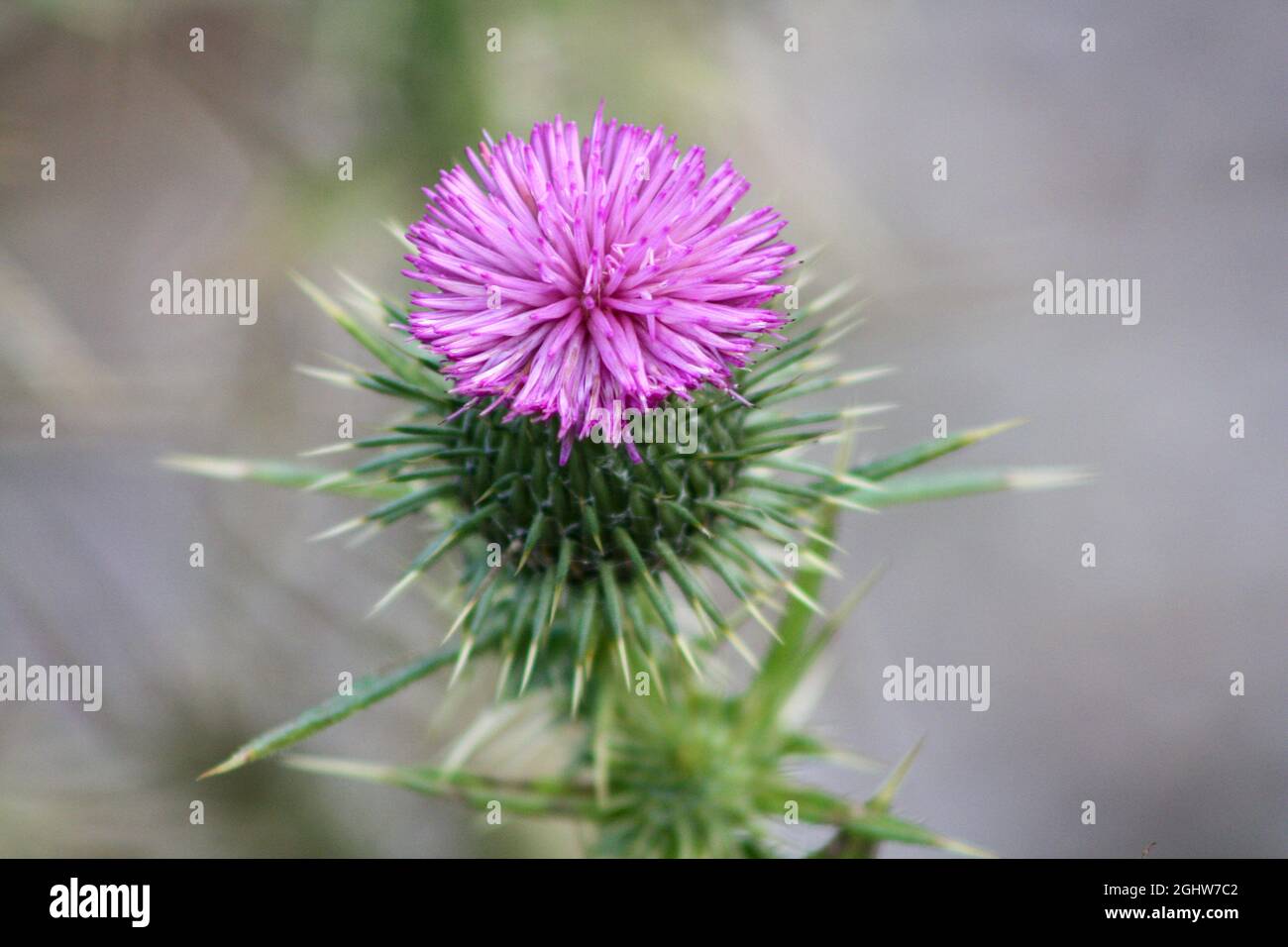 Purple Spear Thistle (Cirsium vulgare), Fichtelgebirge, Germany Stock ...